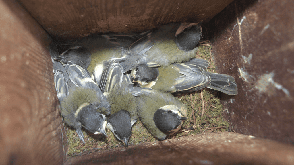 It's National Nest Box Week! | Stanwick Lakes